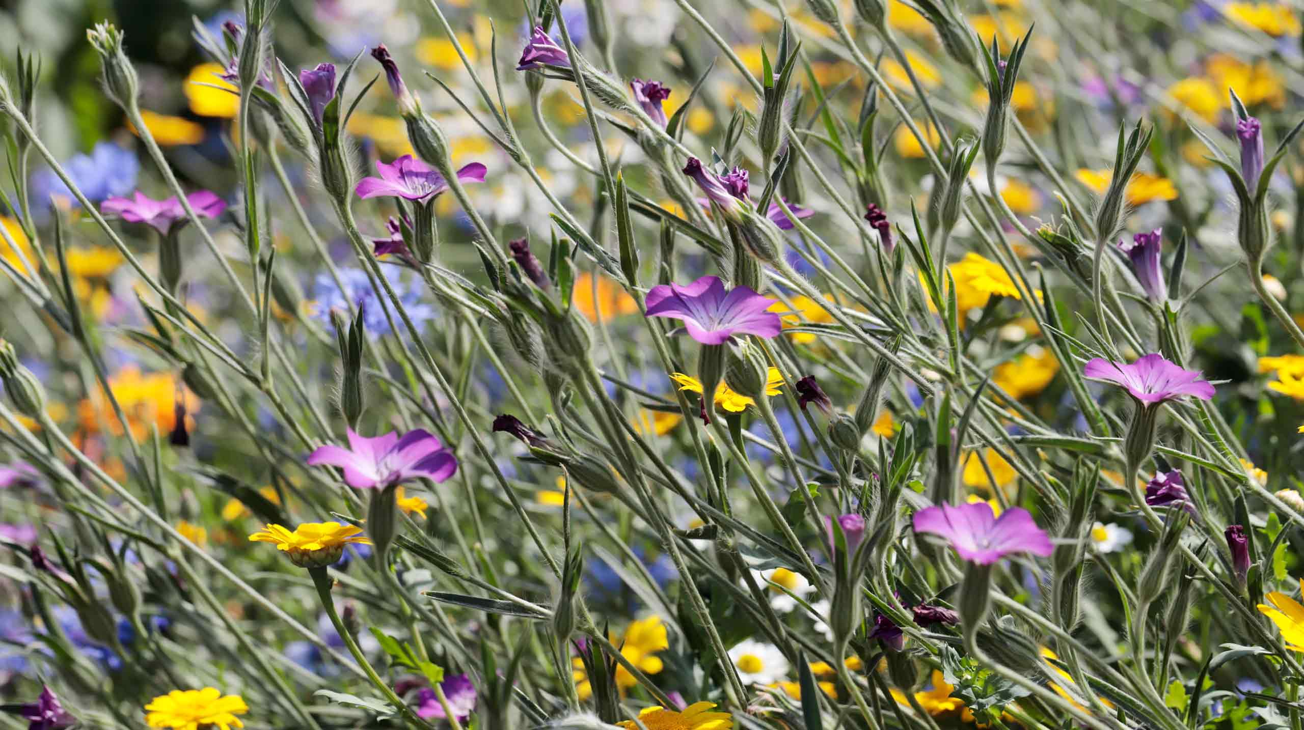 Pay it Forward Scheme – Wellspring Scotland